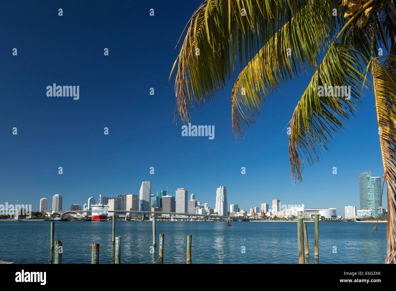 PALM TREES WATSON ISLAND DOWNTOWN SKYLINE BISCAYNE BAY MIAMI FLORIDA ...