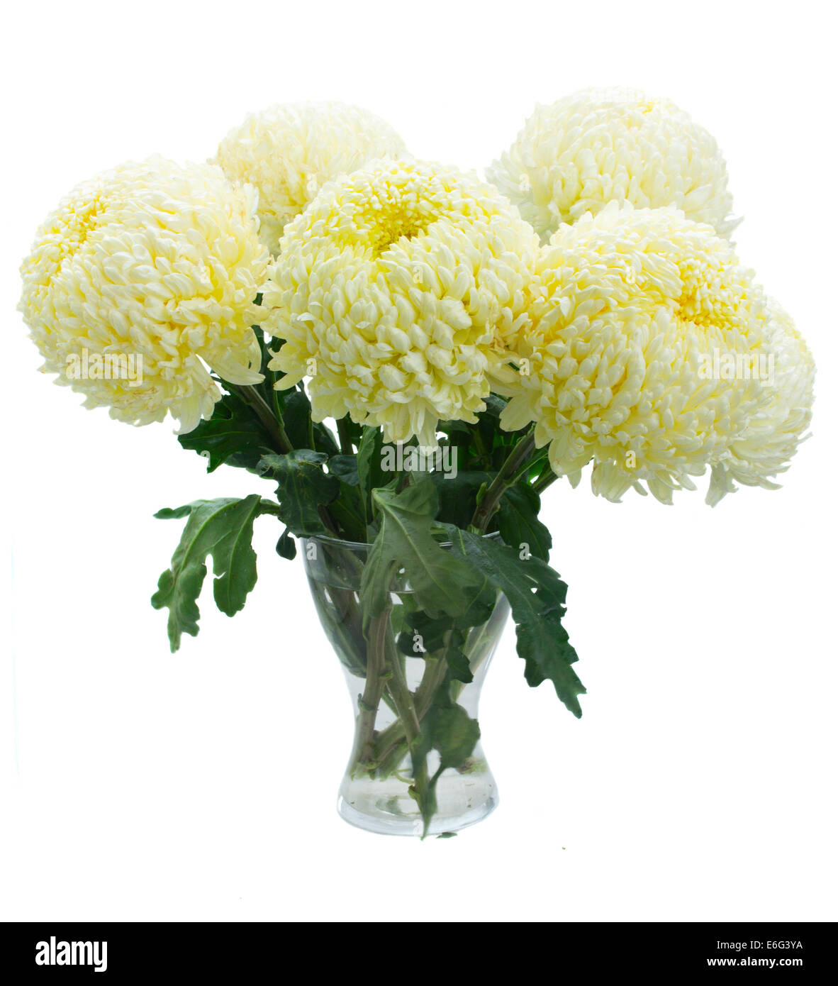 bouquet of yellow mums Stock Photo - Alamy