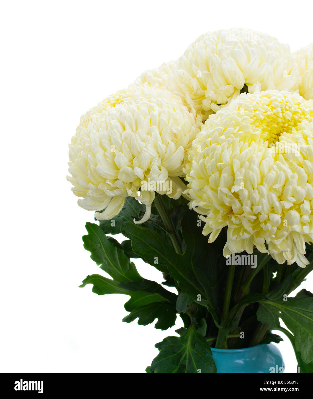 bouquet of yellow mums close up Stock Photo - Alamy