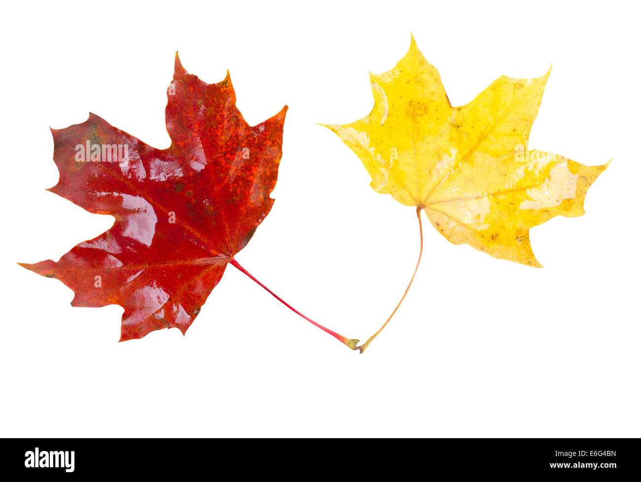 yellow and red fall leaves Stock Photo - Alamy