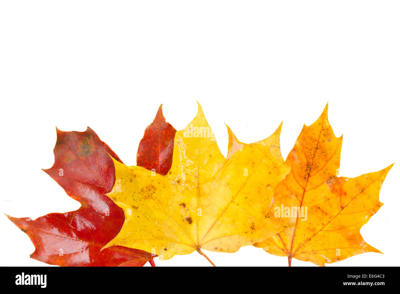 border of yellow, orange and red fall leaves Stock Photo - Alamy