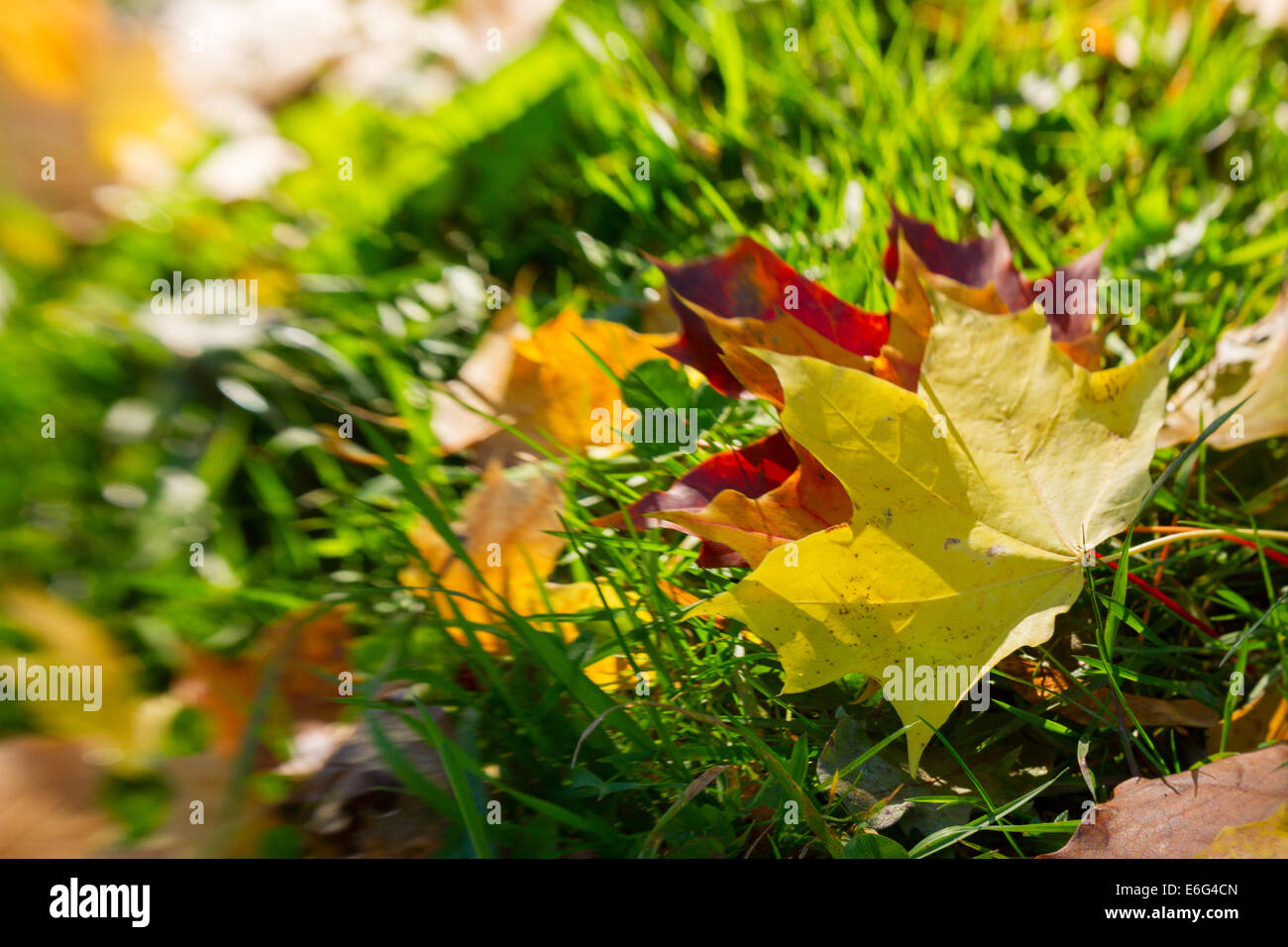 yellow and red fall leaves Stock Photo - Alamy