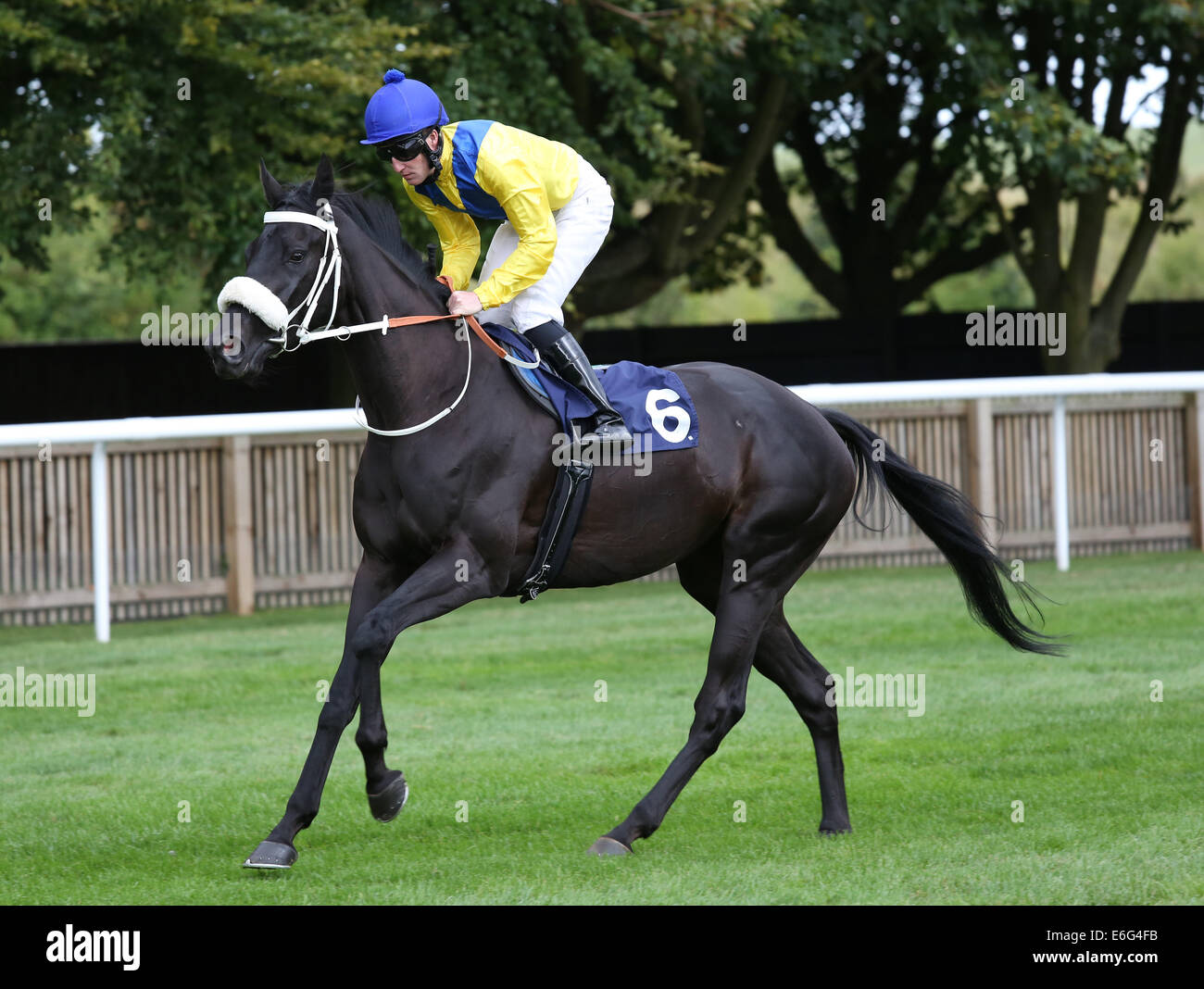 Newmarket july course hi-res stock photography and images - Alamy