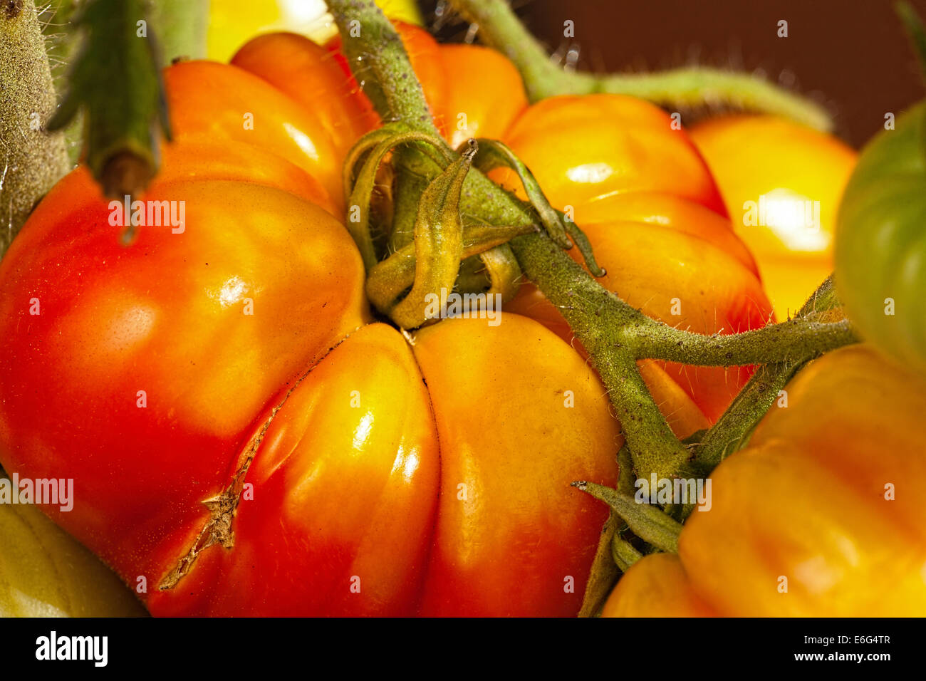 Close-up of large beefsteak tomatoes in the home garden Stock Photo - Alamy