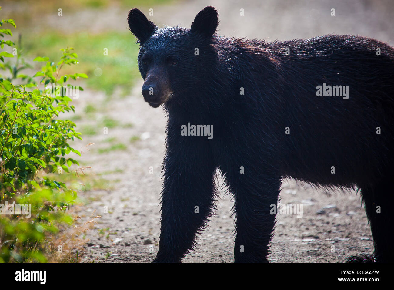 Blacktail plateau hi-res stock photography and images - Alamy