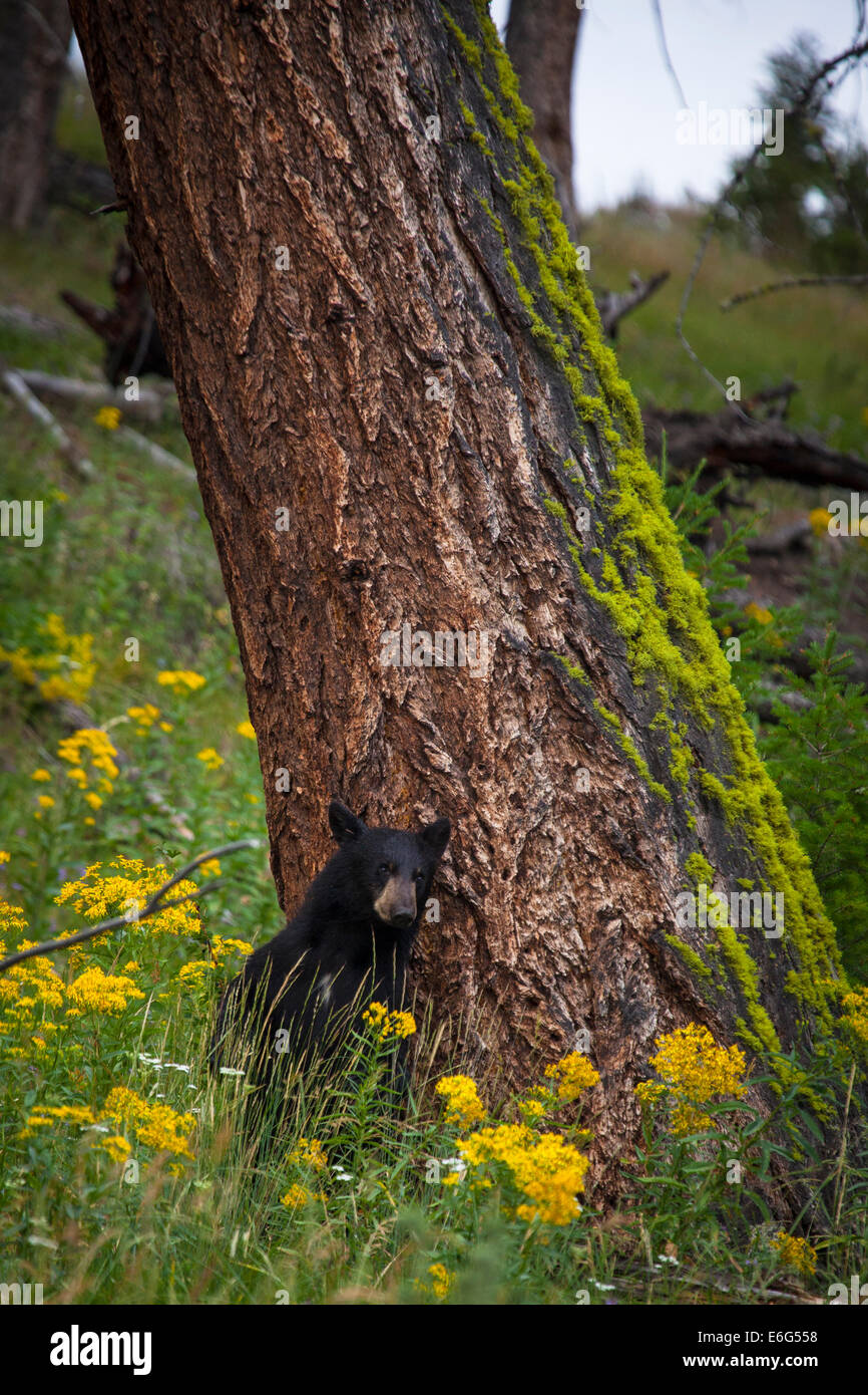 Bear scratching tree hi-res stock photography and images - Alamy