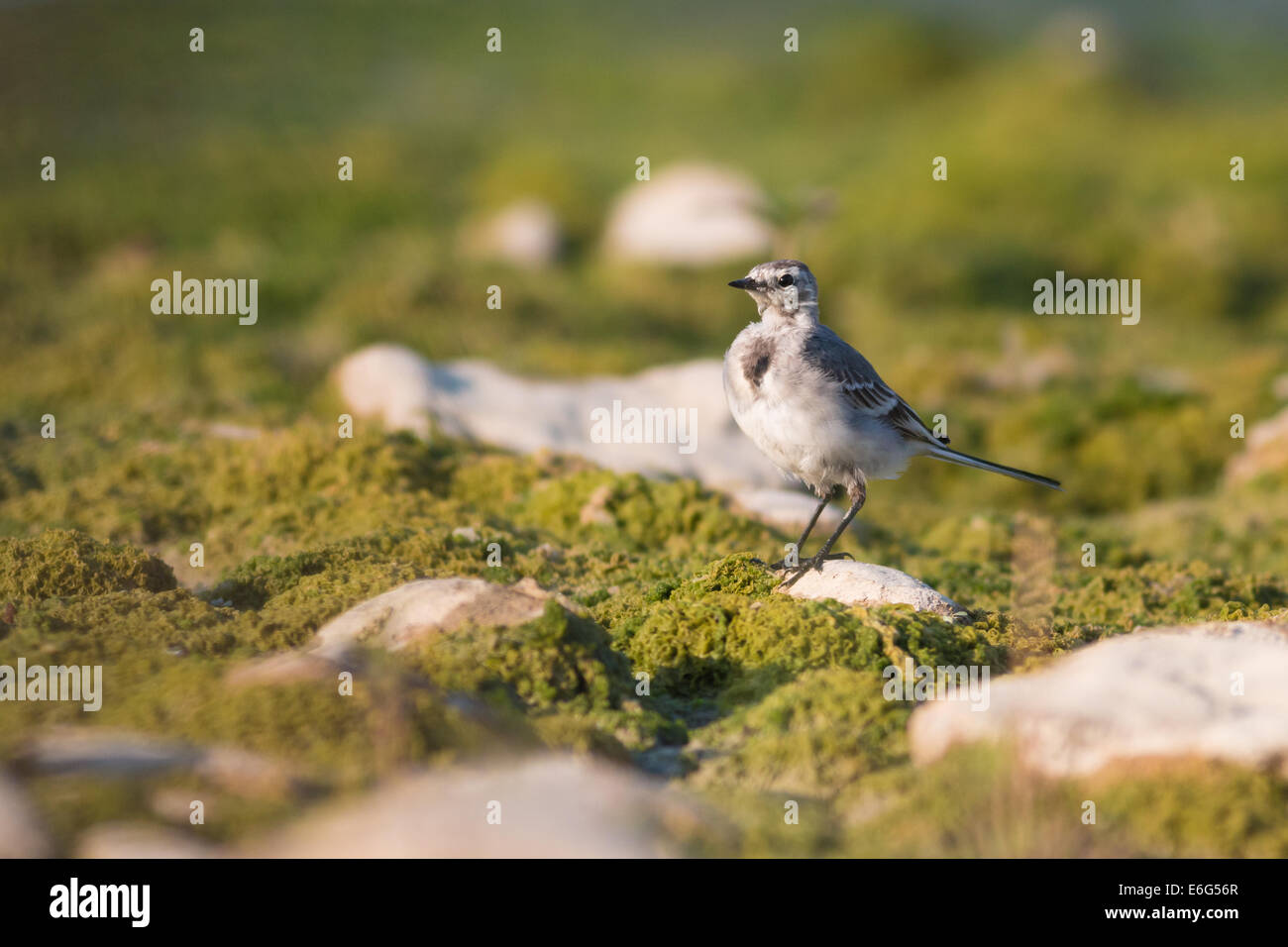 young white wagtail Stock Photo - Alamy