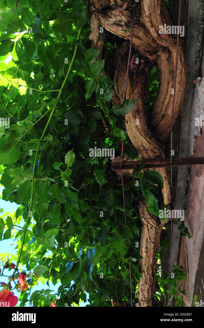 Twisted leaves hi-res stock photography and images - Alamy