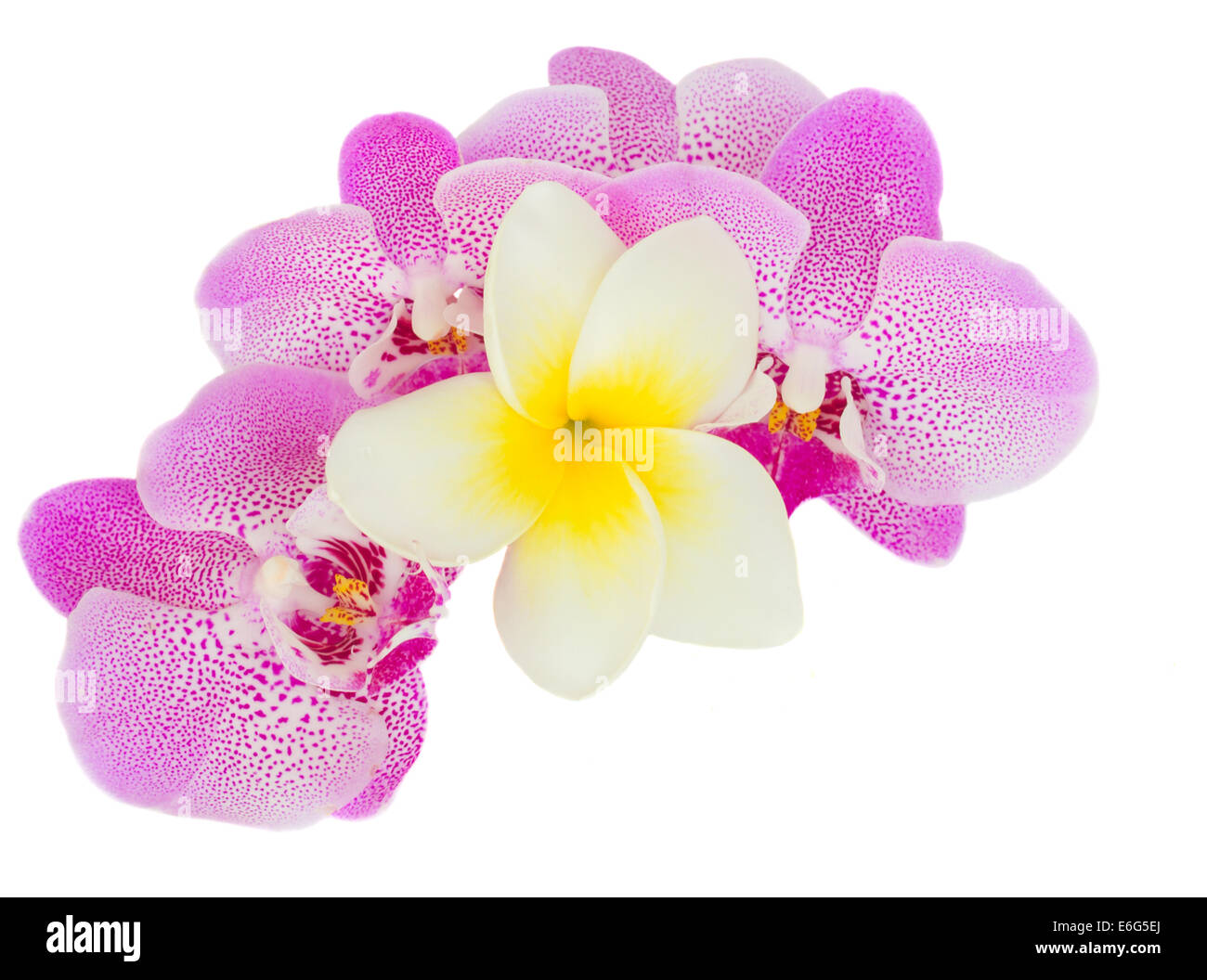 row of pink orchid flowers Stock Photo - Alamy