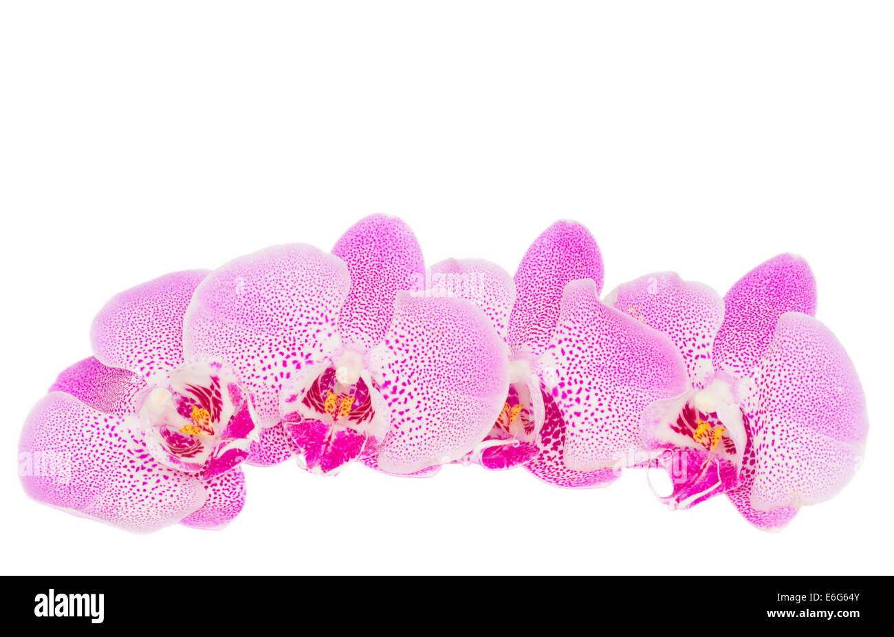 row of pink orchid flowers Stock Photo - Alamy