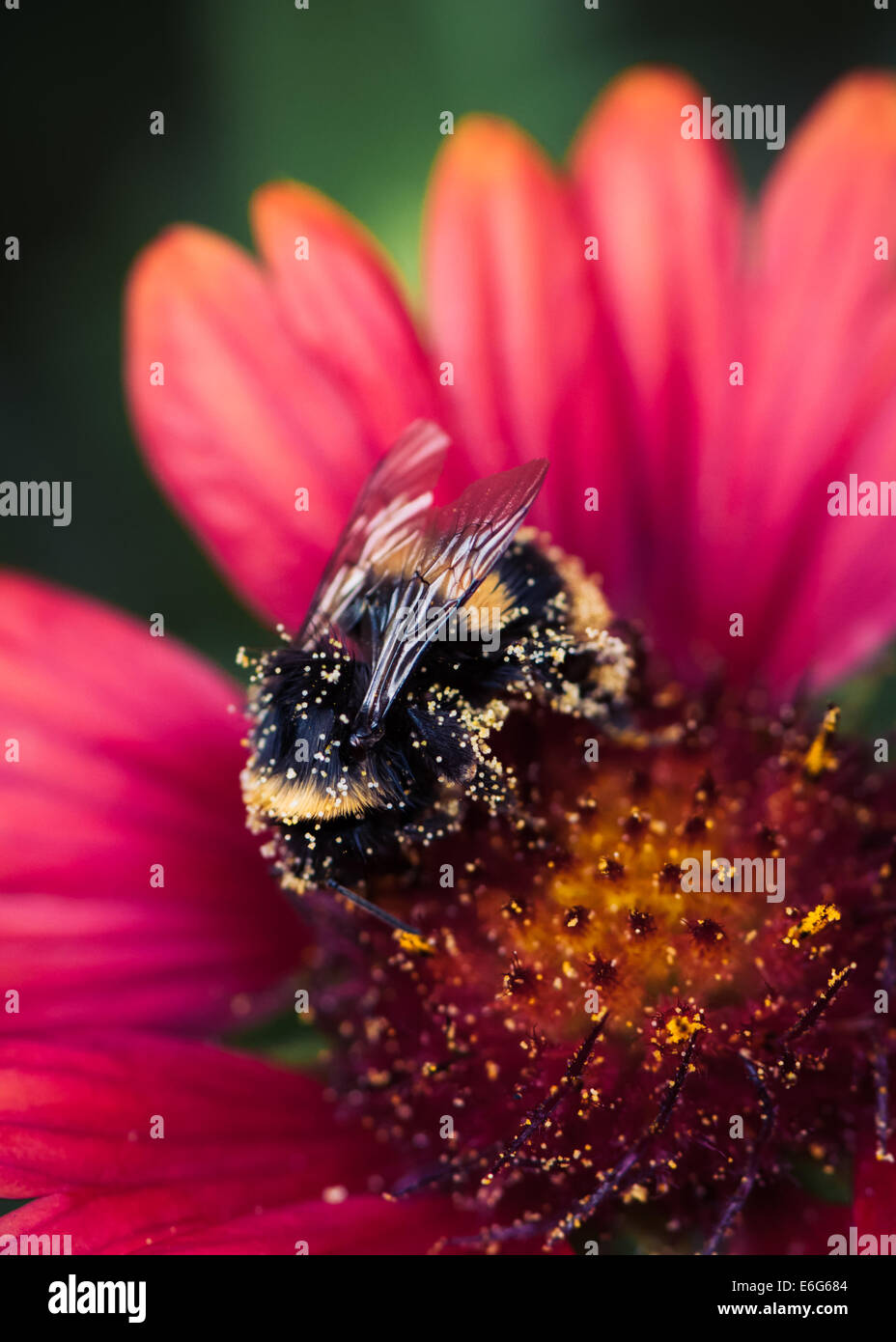 Bumble bee pollen hi-res stock photography and images - Alamy