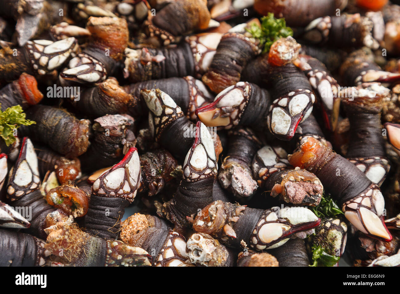Barnacle. Seafood. Cudillero. Asturias province. Spain. Europe Stock ...