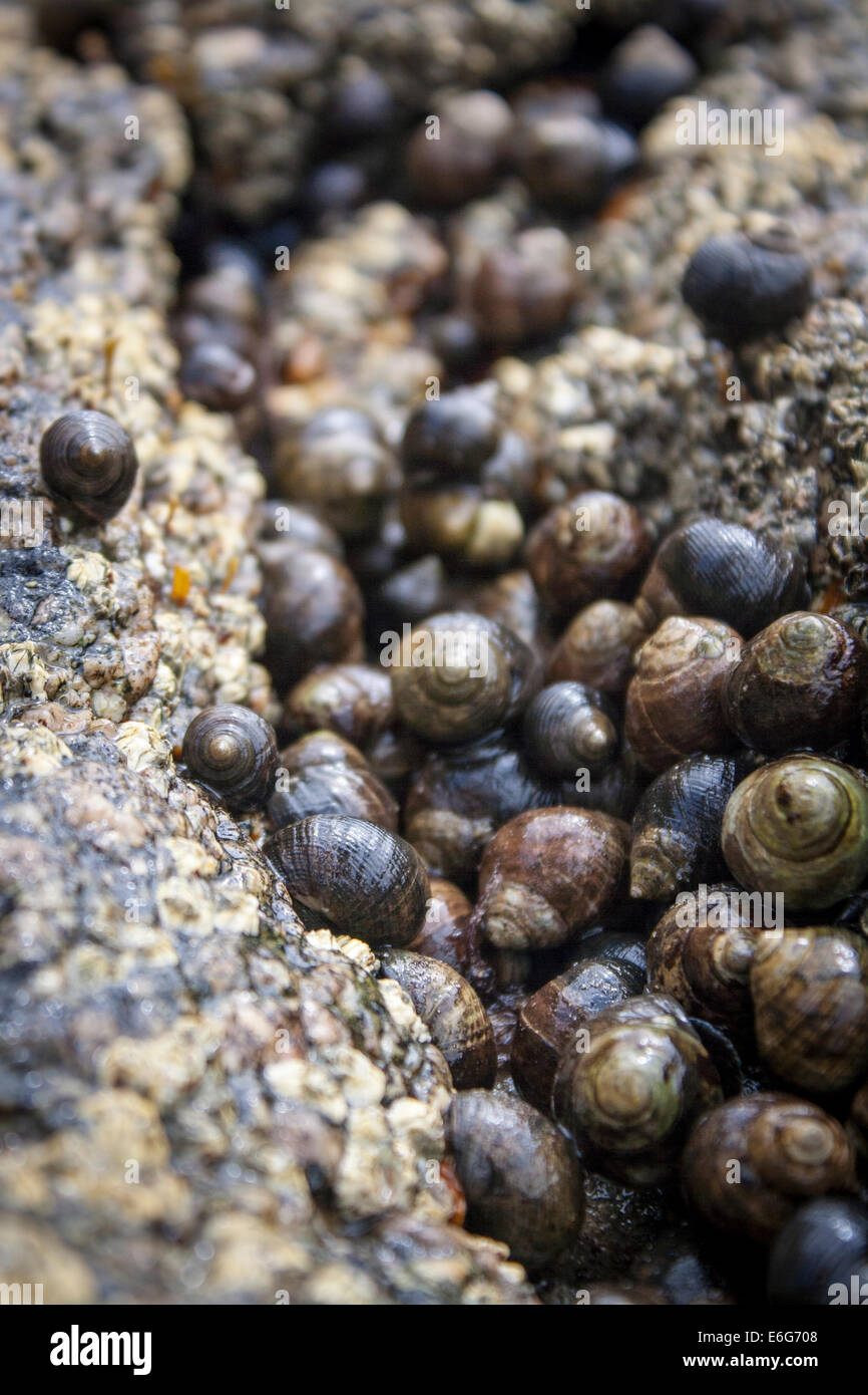 Periwinkles hi-res stock photography and images - Alamy