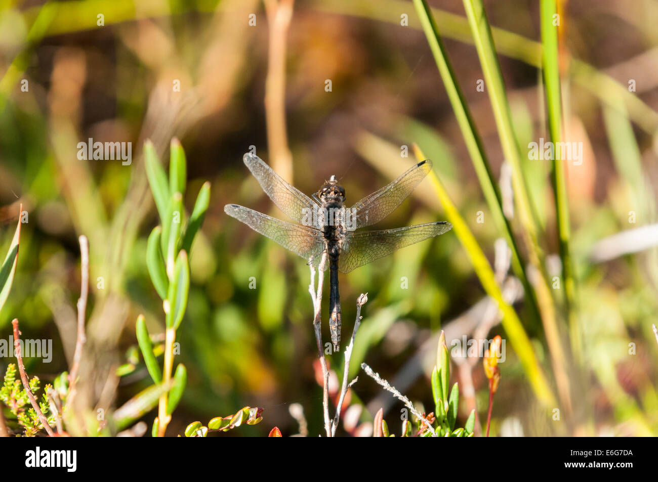 A male Black Darter Dragonfly, Sympetrum danae, basking in the sun on a ...