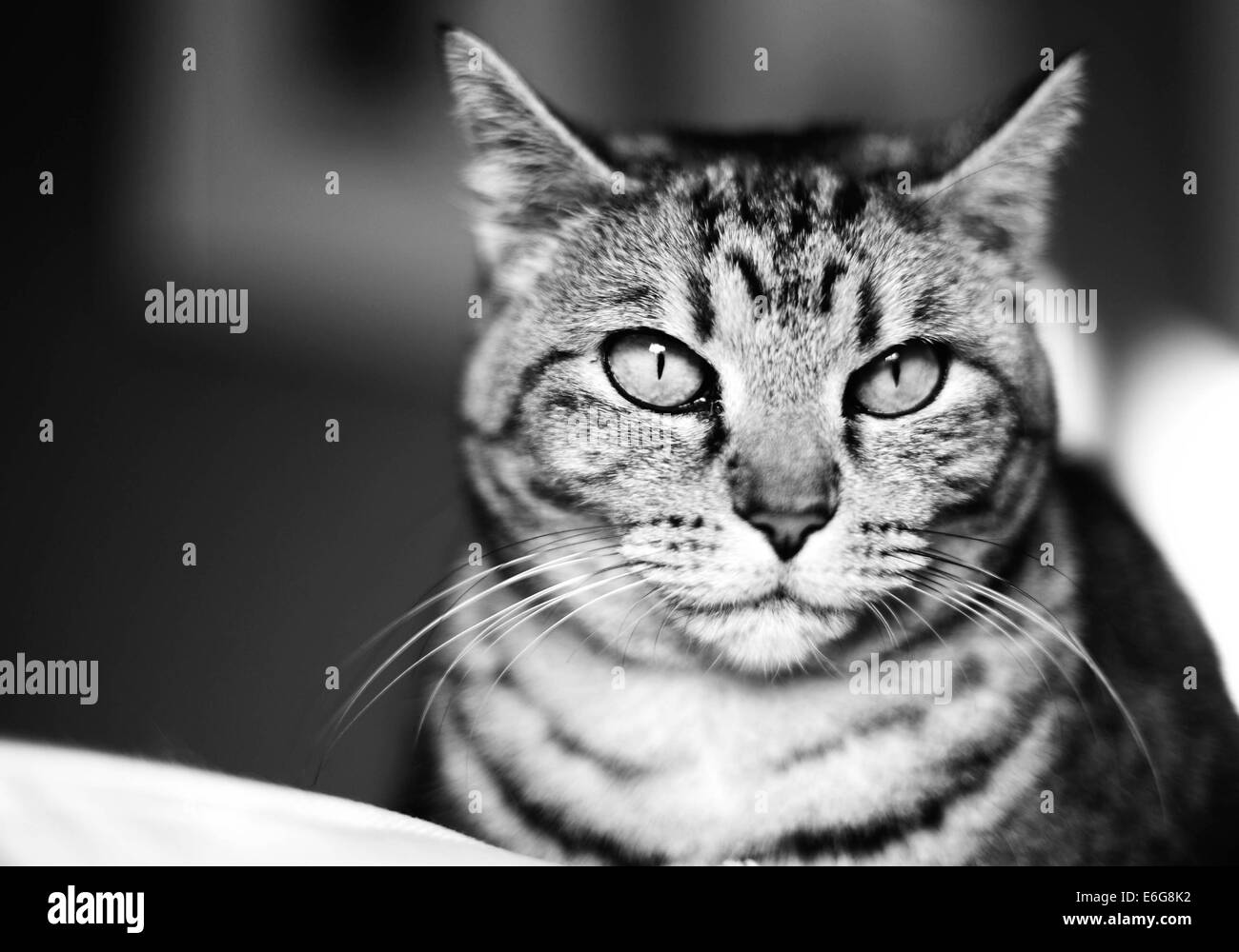 Domestic portrait hi-res stock photography and images - Alamy
