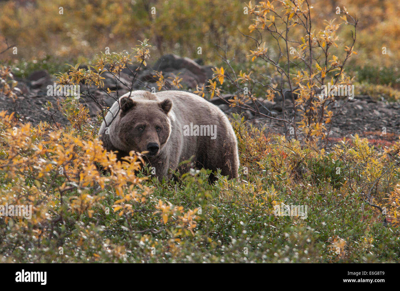 Grizzly (Ursus arctos) bear forages in the dwarf willow, Denali ...