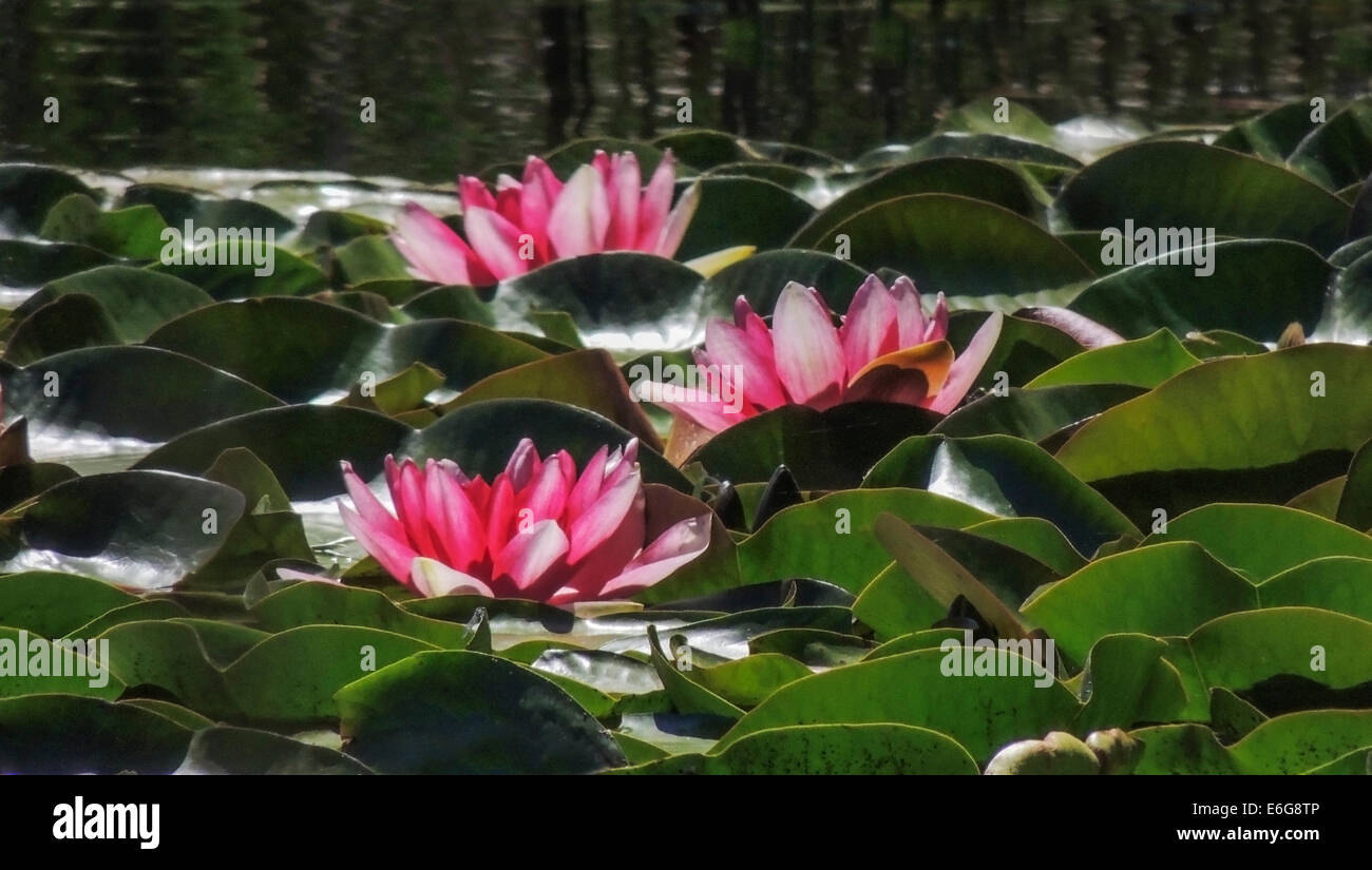 Water Lilies (Nymphaeaceae) are flowering aquatic plants that root in ...