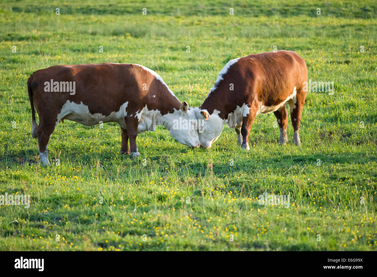Bull butting hi-res stock photography and images - Alamy