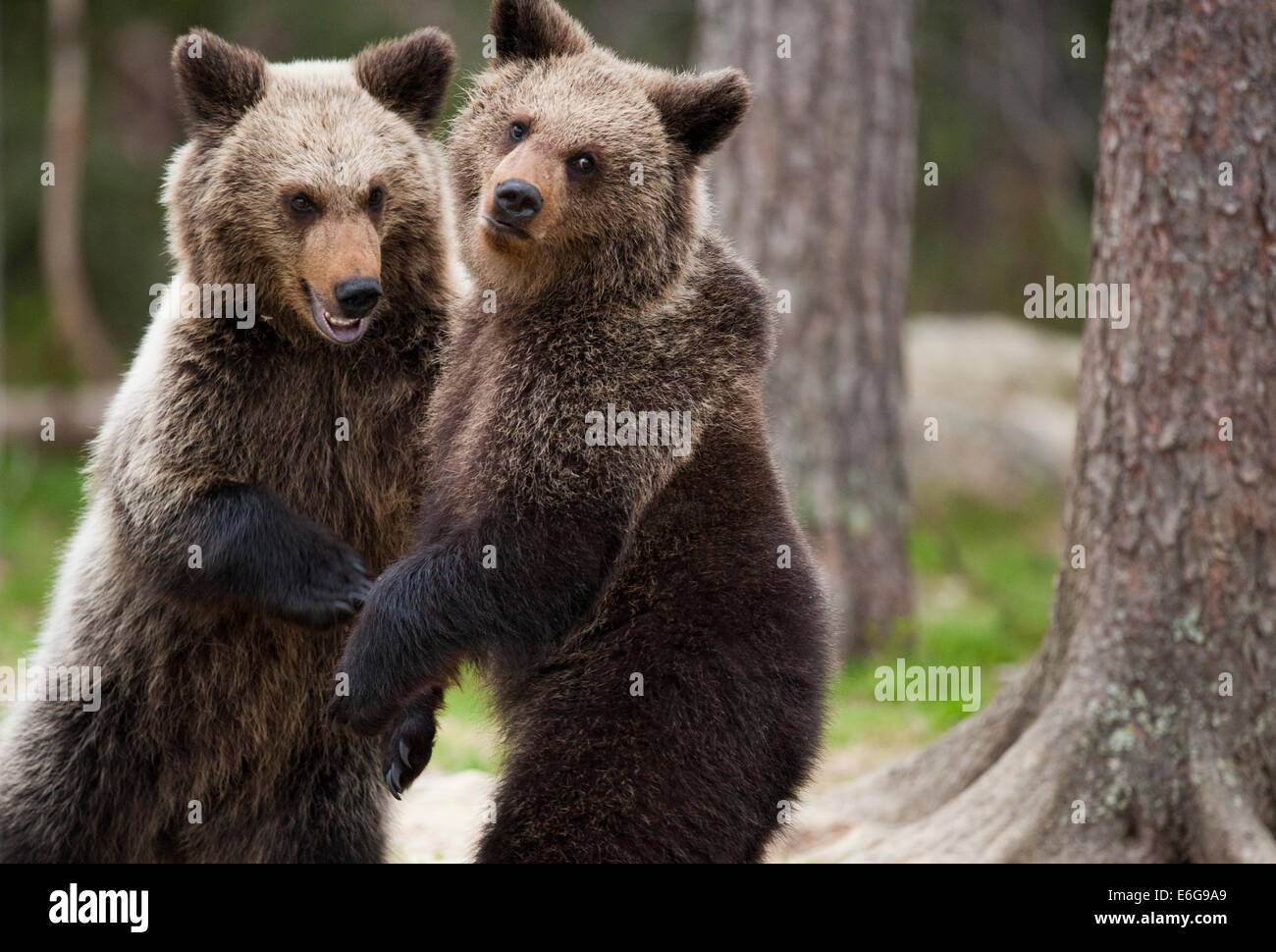 Two bears fight Stock Photo - Alamy