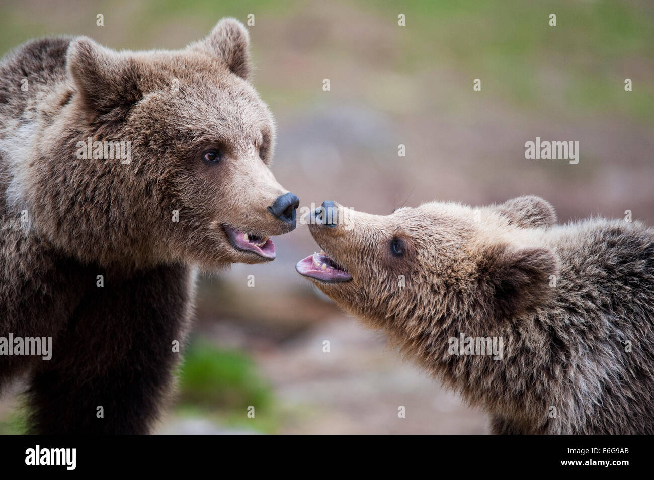 Two bears in close contact Stock Photo - Alamy