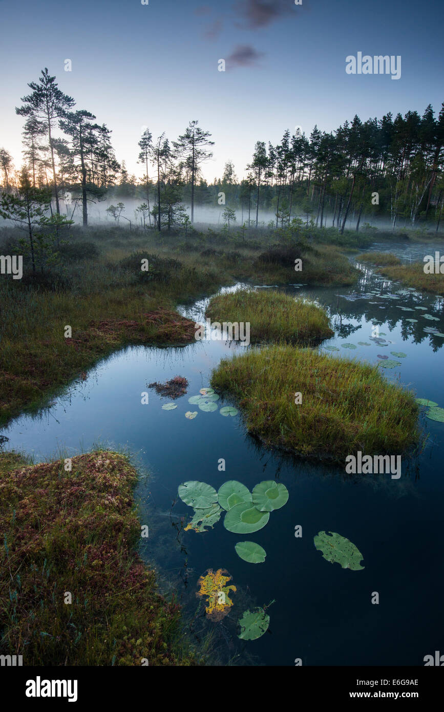 Spooky lake forest hi-res stock photography and images - Alamy