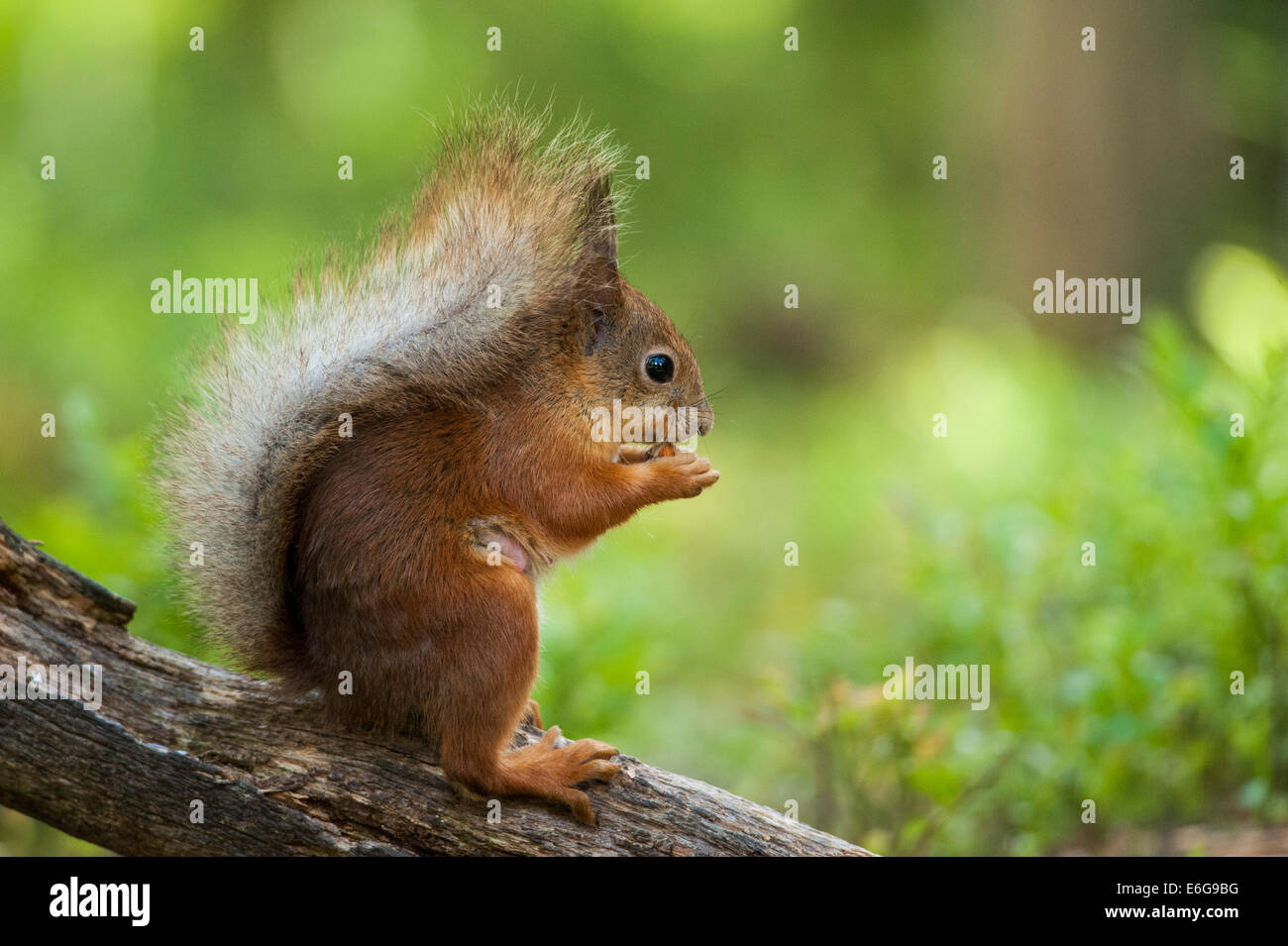Squirrel in the green forest Stock Photo - Alamy