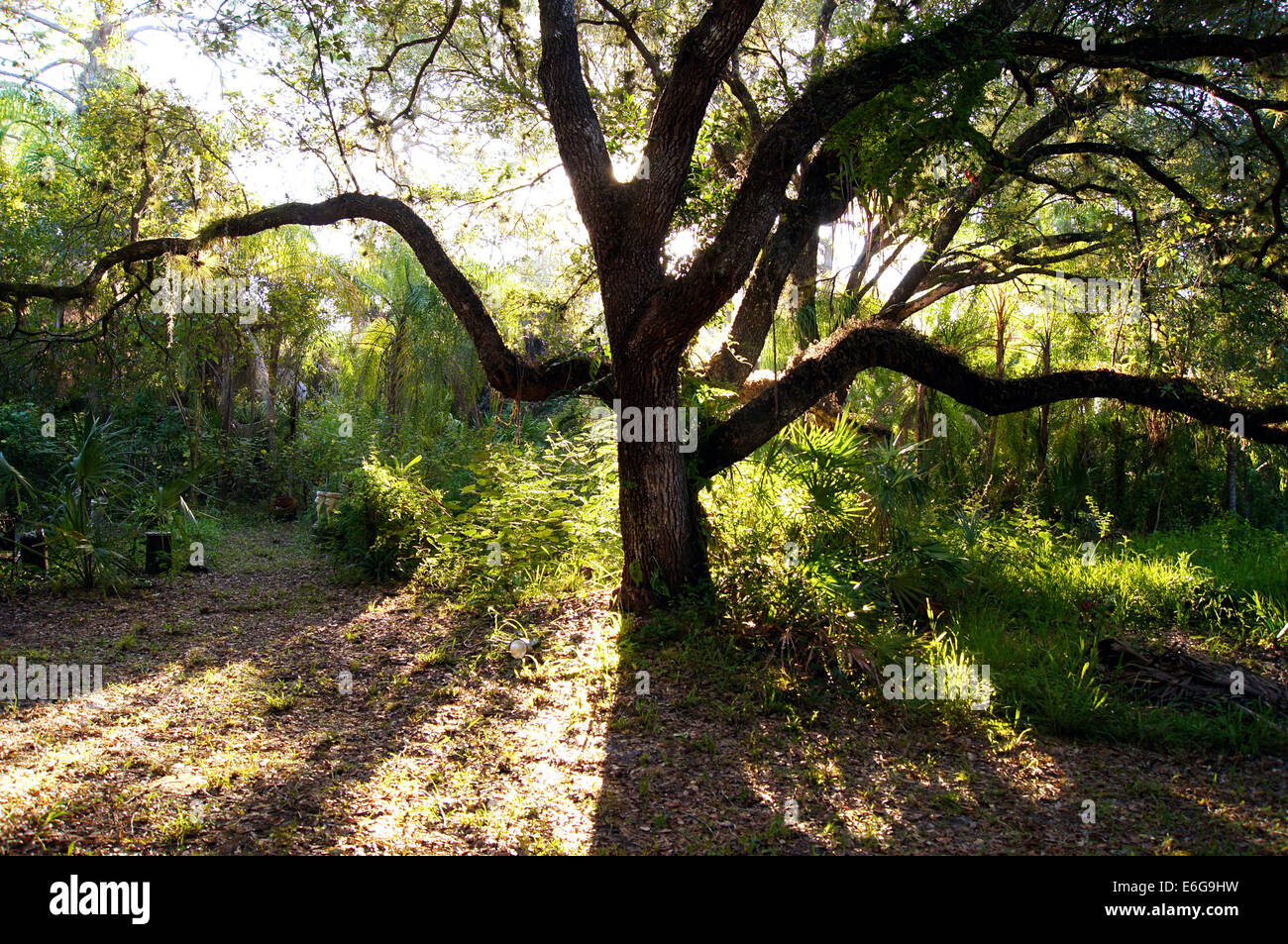 Twisting tree limbs hi-res stock photography and images - Alamy