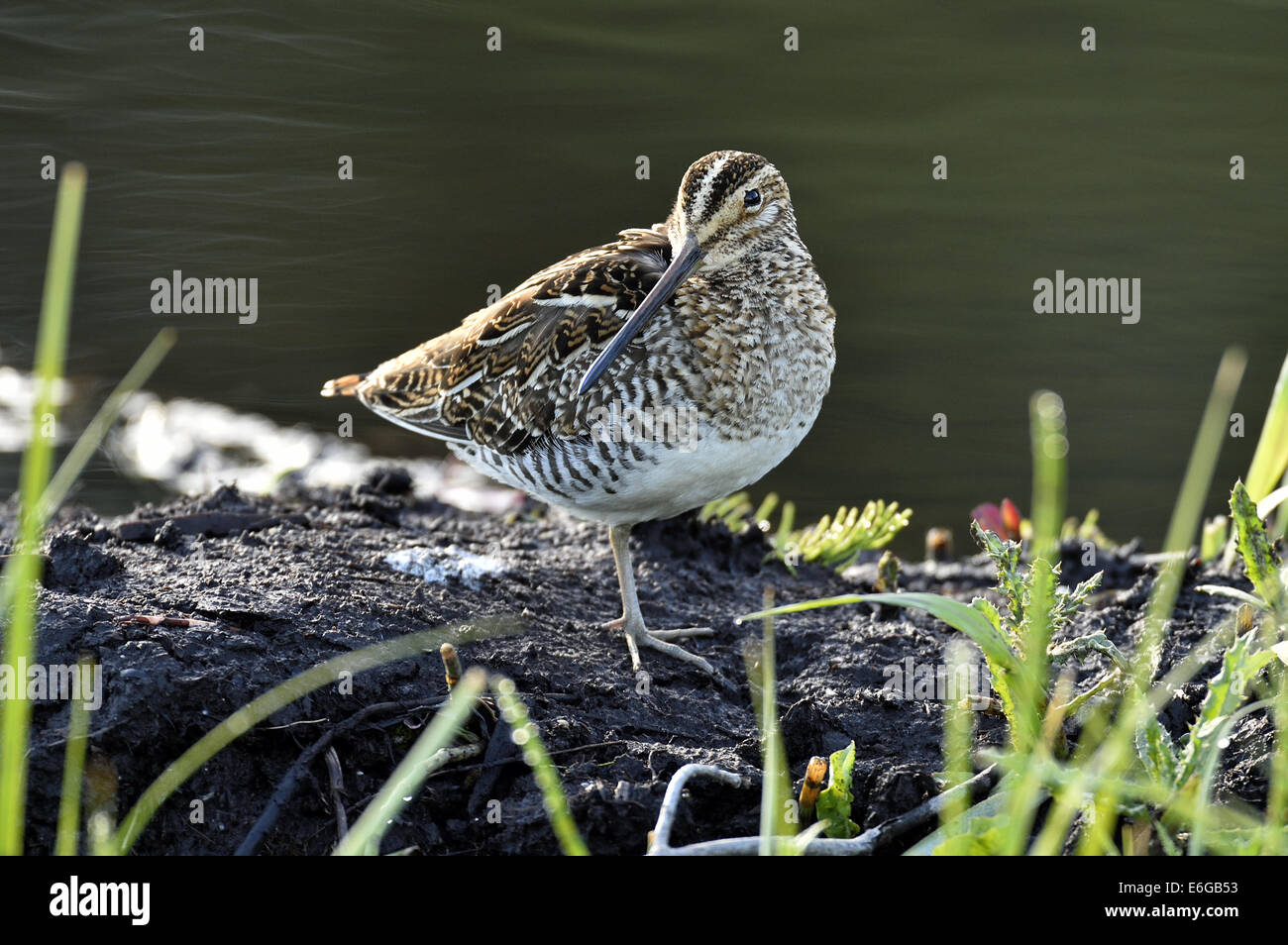A common snipe, Gallinago gallinago, resting on a mud embankment on a ...