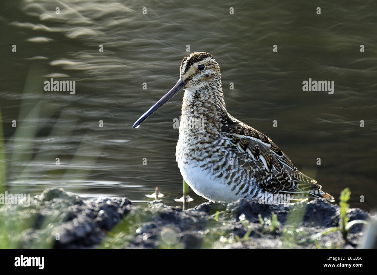 A common snipe, Gallinago gallinago, resting on a mud embankment on a ...