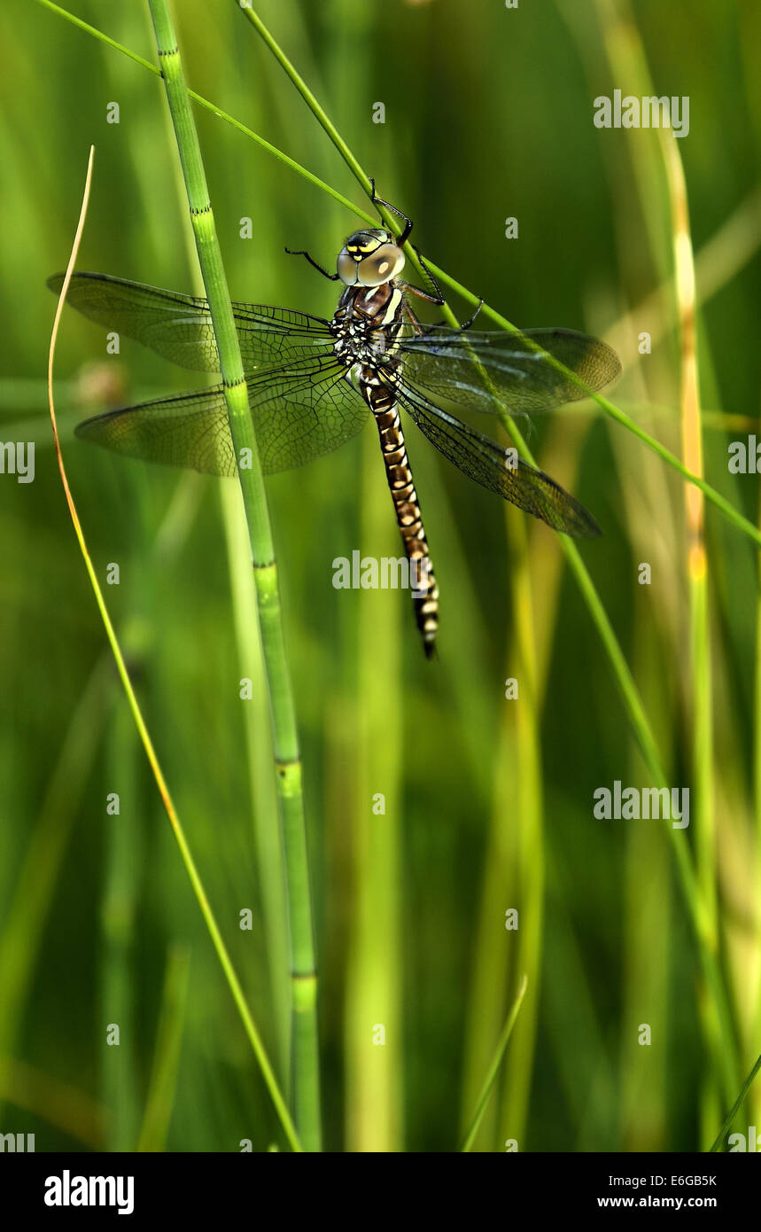 4 winged dragonfly hi-res stock photography and images - Alamy