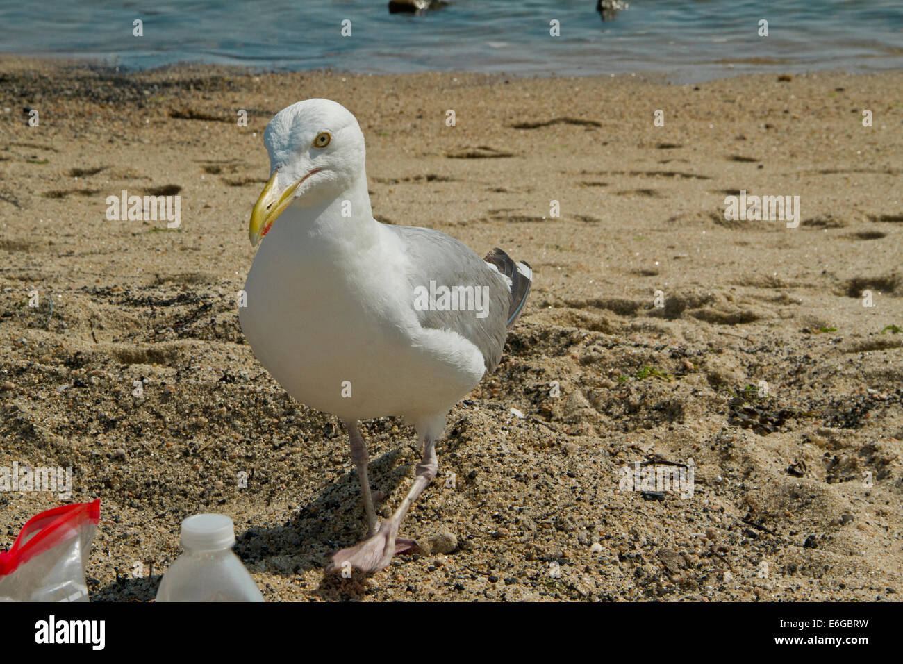 Seagull Aggressive Stock Photos & Seagull Aggressive Stock Images - Alamy