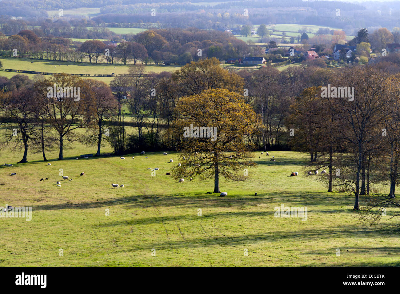 Farmland and oak trees near the villages of Sutton Row and Chicksgrove ...
