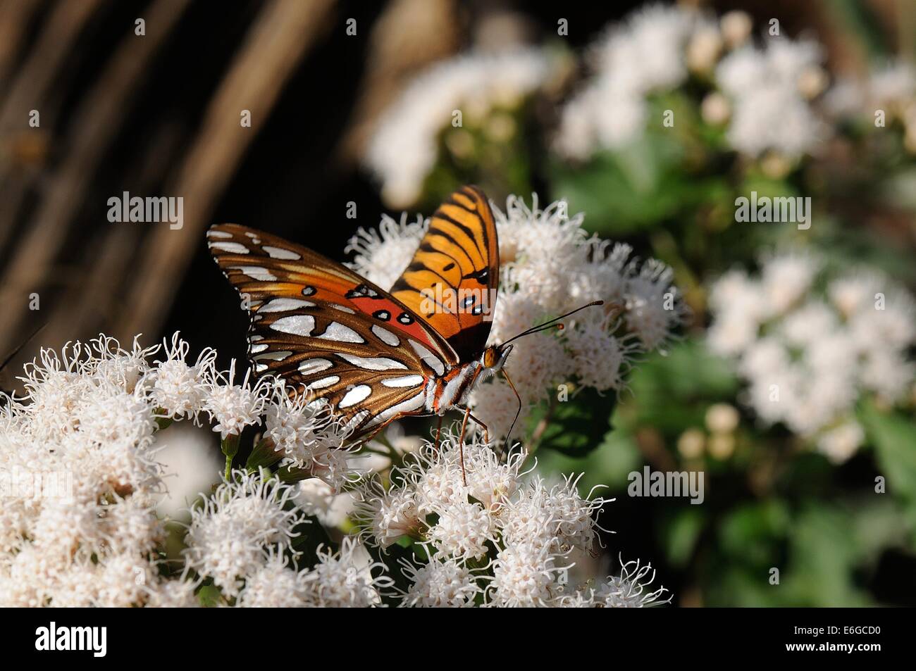 Greggs mistflower hi-res stock photography and images - Alamy
