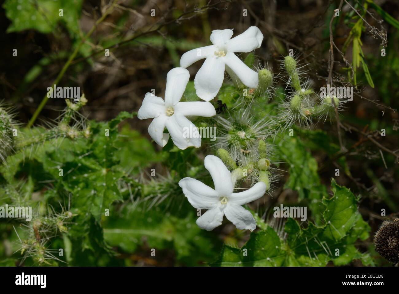 Bull nettle hi-res stock photography and images - Alamy