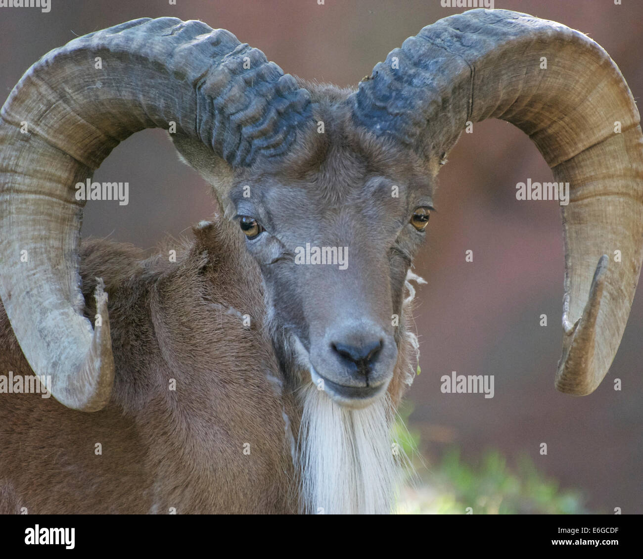 Big Horn Sheep Stock Photo - Alamy