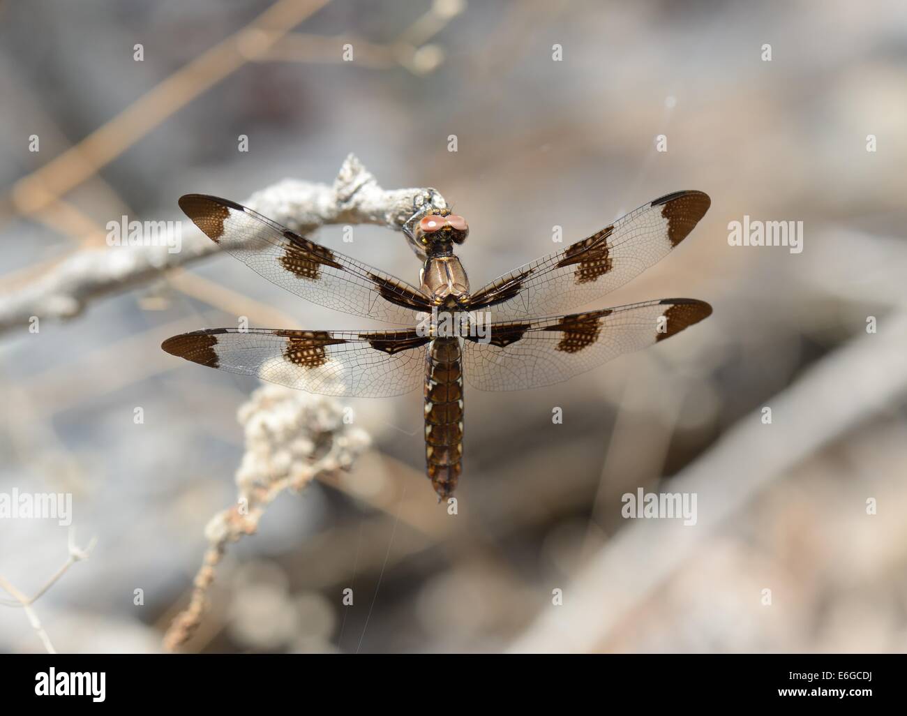 Female Twelve-spotted Skimmer Resting on a plant after a busy flight ...