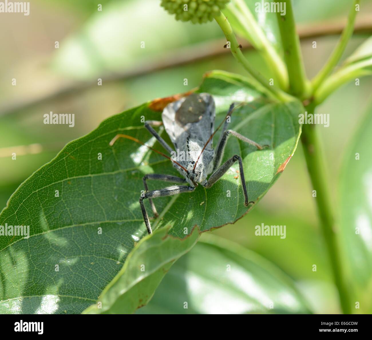Wheel Bug - Arilus cristatus on Common buttonbush Stock Photo - Alamy