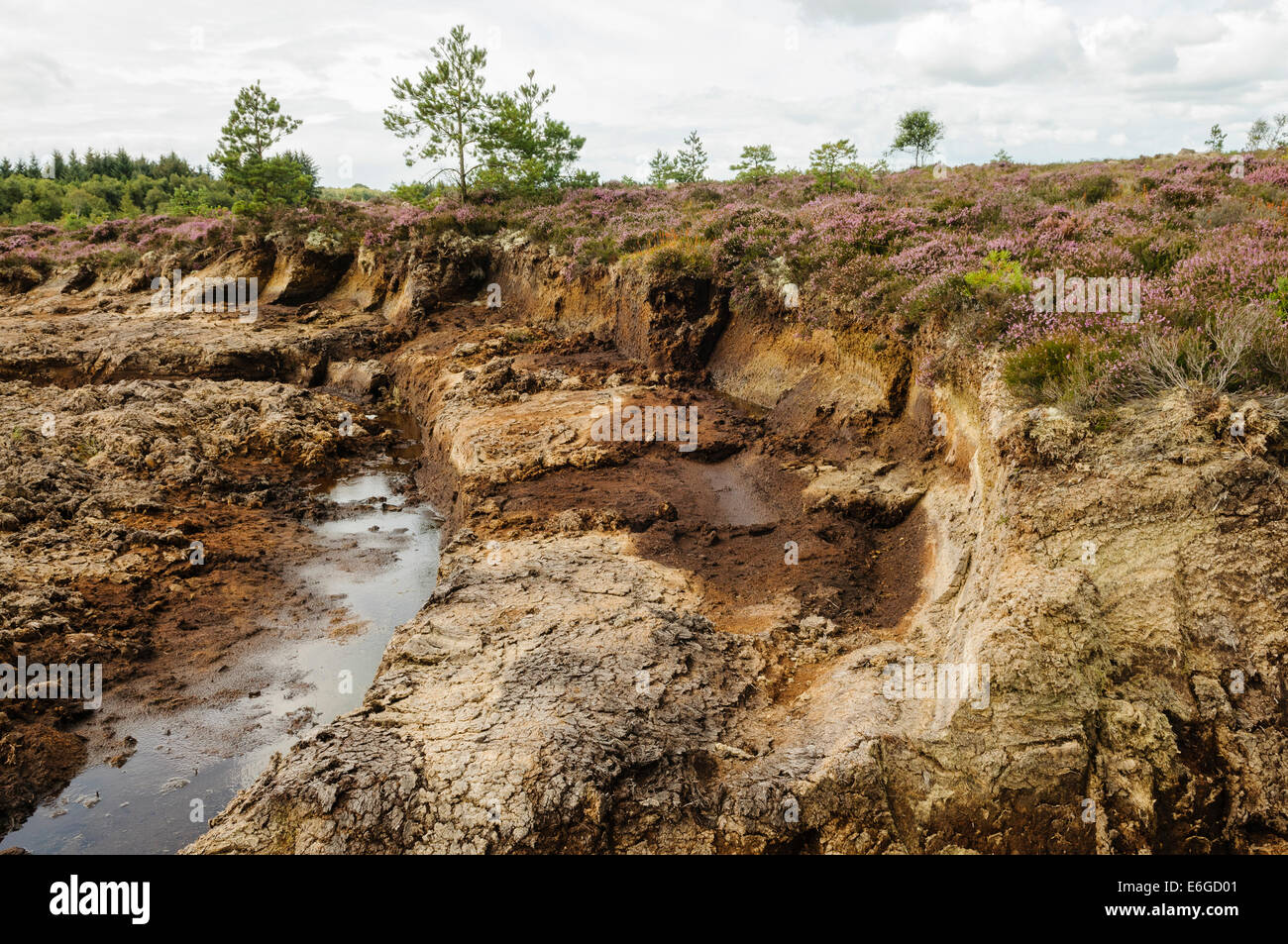 Cross-section of an Irish peat bog showing heather and plants on top ...