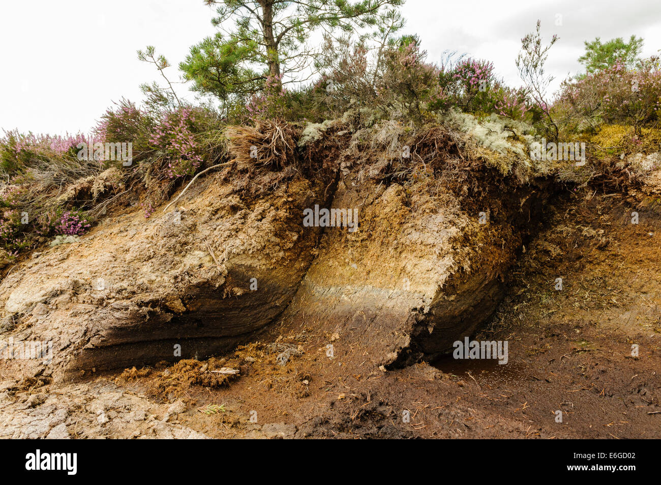 Cross-section of an Irish peat bog showing heather and plants on top ...