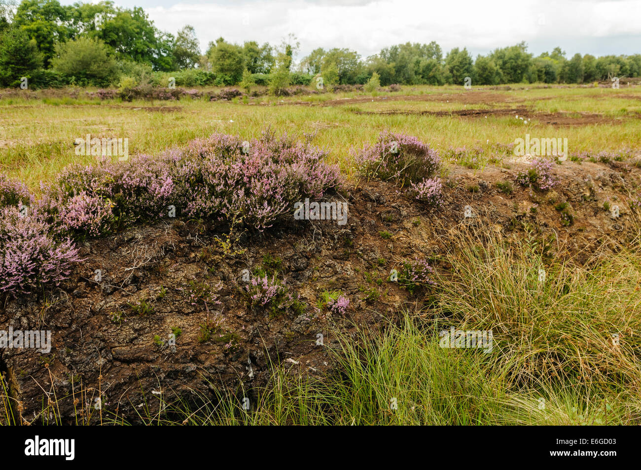Irish bog with purple heather Stock Photo - Alamy