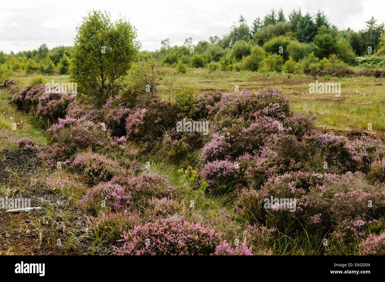 Irish bog with purple heather Stock Photo - Alamy