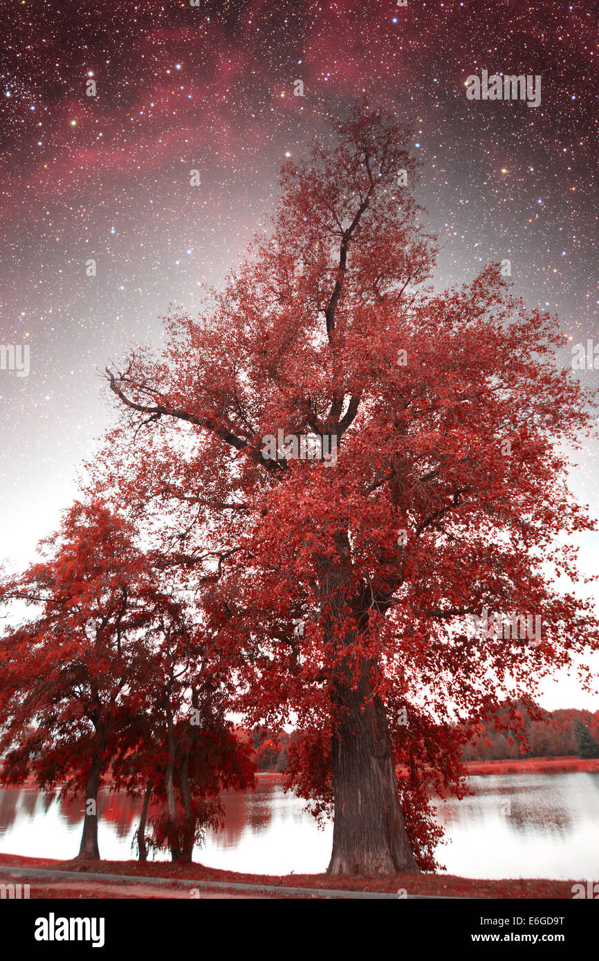 spring night infrared photography. Elements of this image furnished by ...
