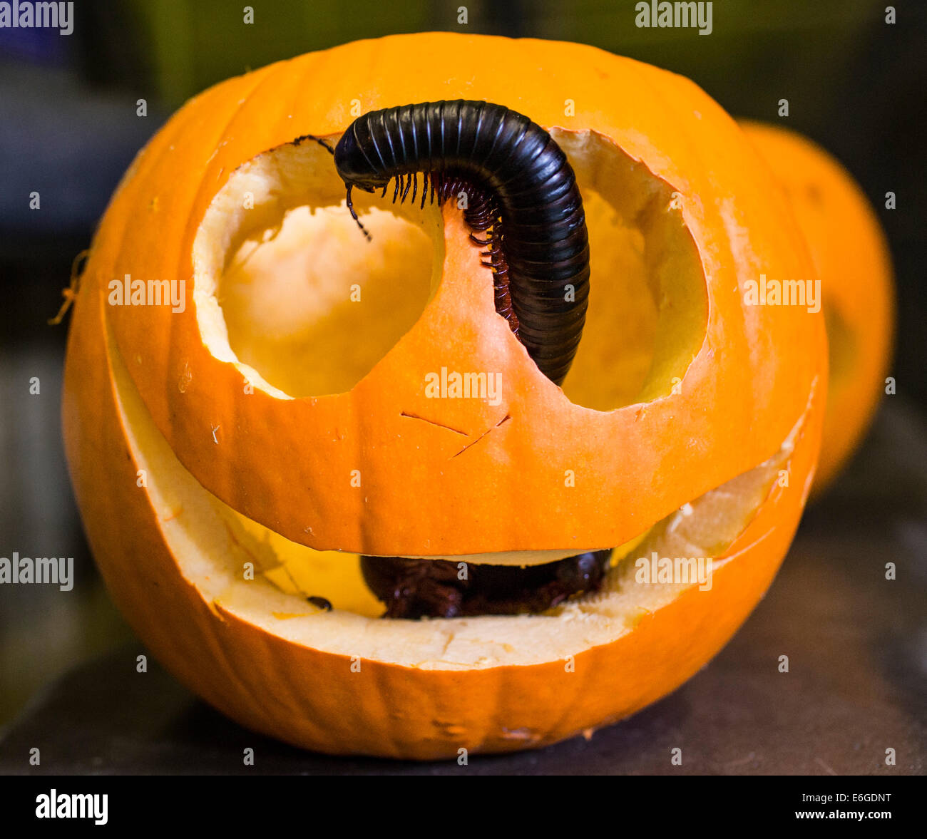 Millipede Head Stock Photos & Millipede Head Stock Images - Alamy