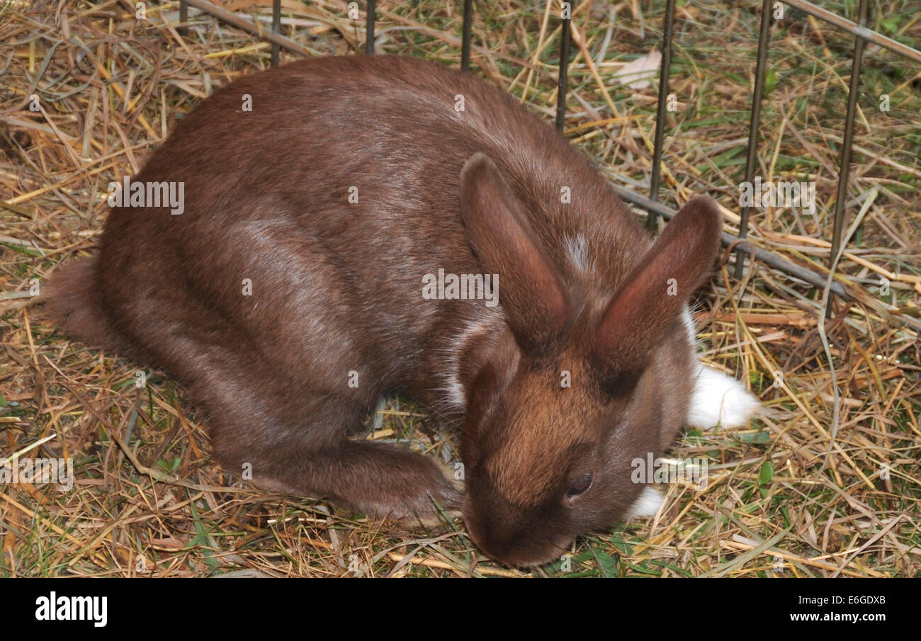 rabbit at rest Stock Photo - Alamy