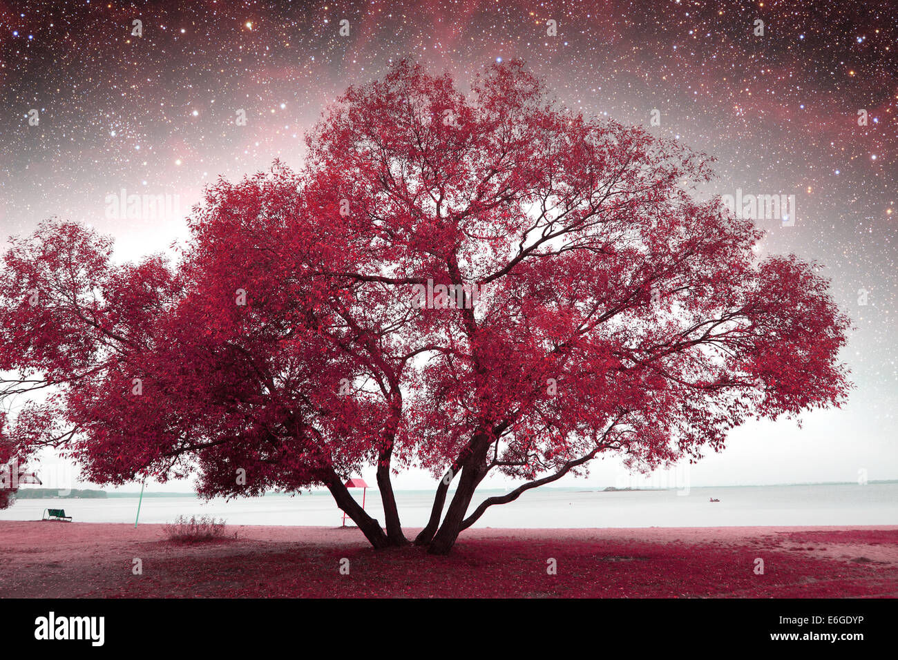 spring night infrared photography. Elements of this image furnished by ...