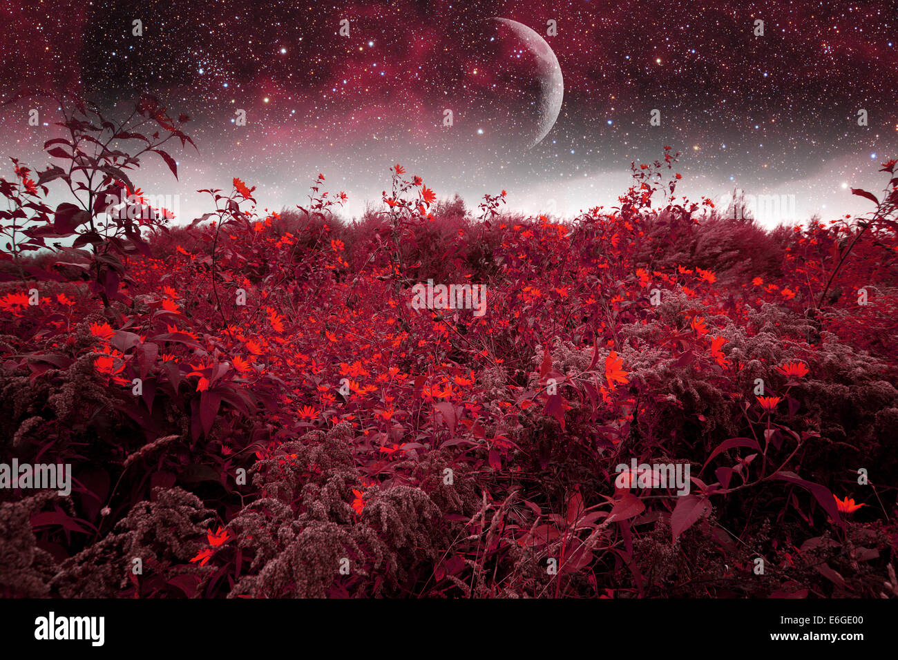 mystical spring night. Elements of this image furnished by NASA summer ...