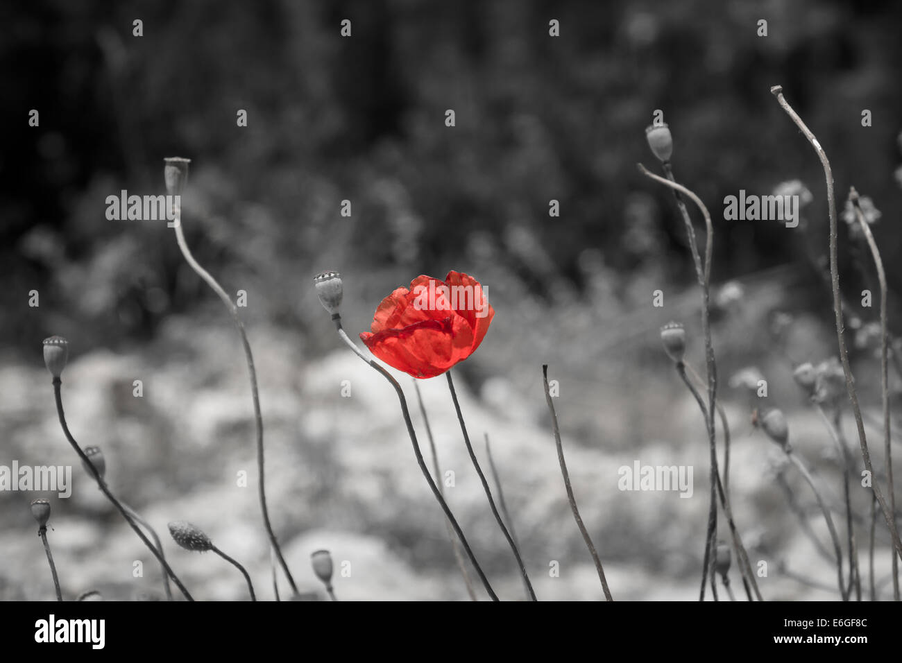 Red poppy on gray background hi-res stock photography and images - Alamy