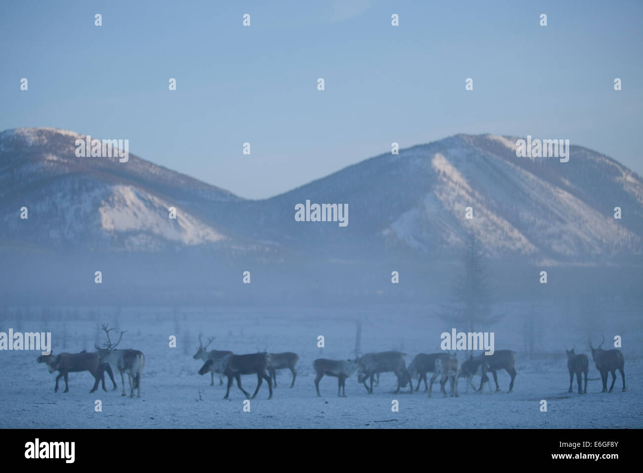 reindeer herd snow mountains cold antlers dawn Stock Photo - Alamy