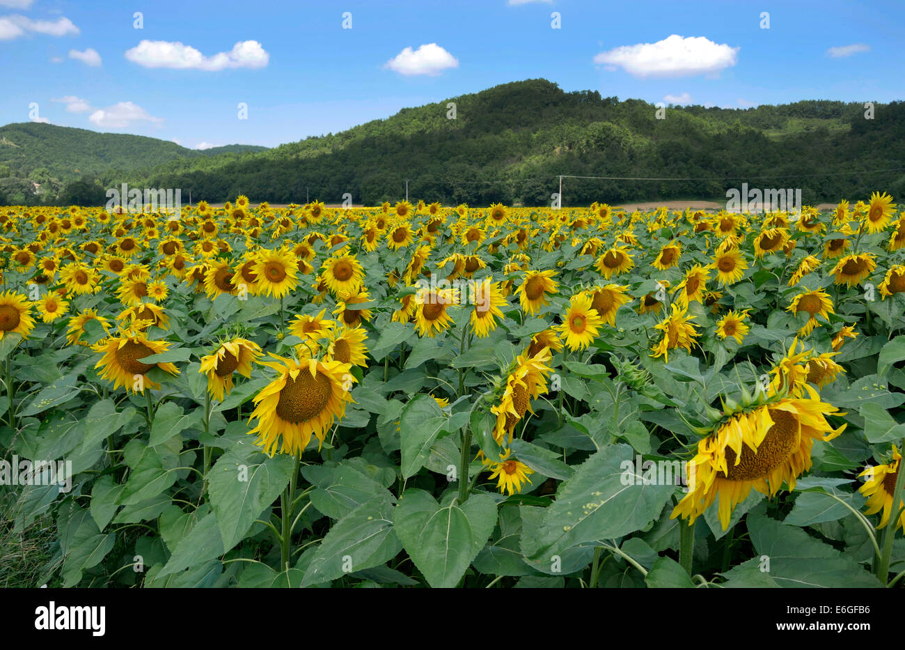 Fields of sunflower growing outside the town of Mirepoix in France ...