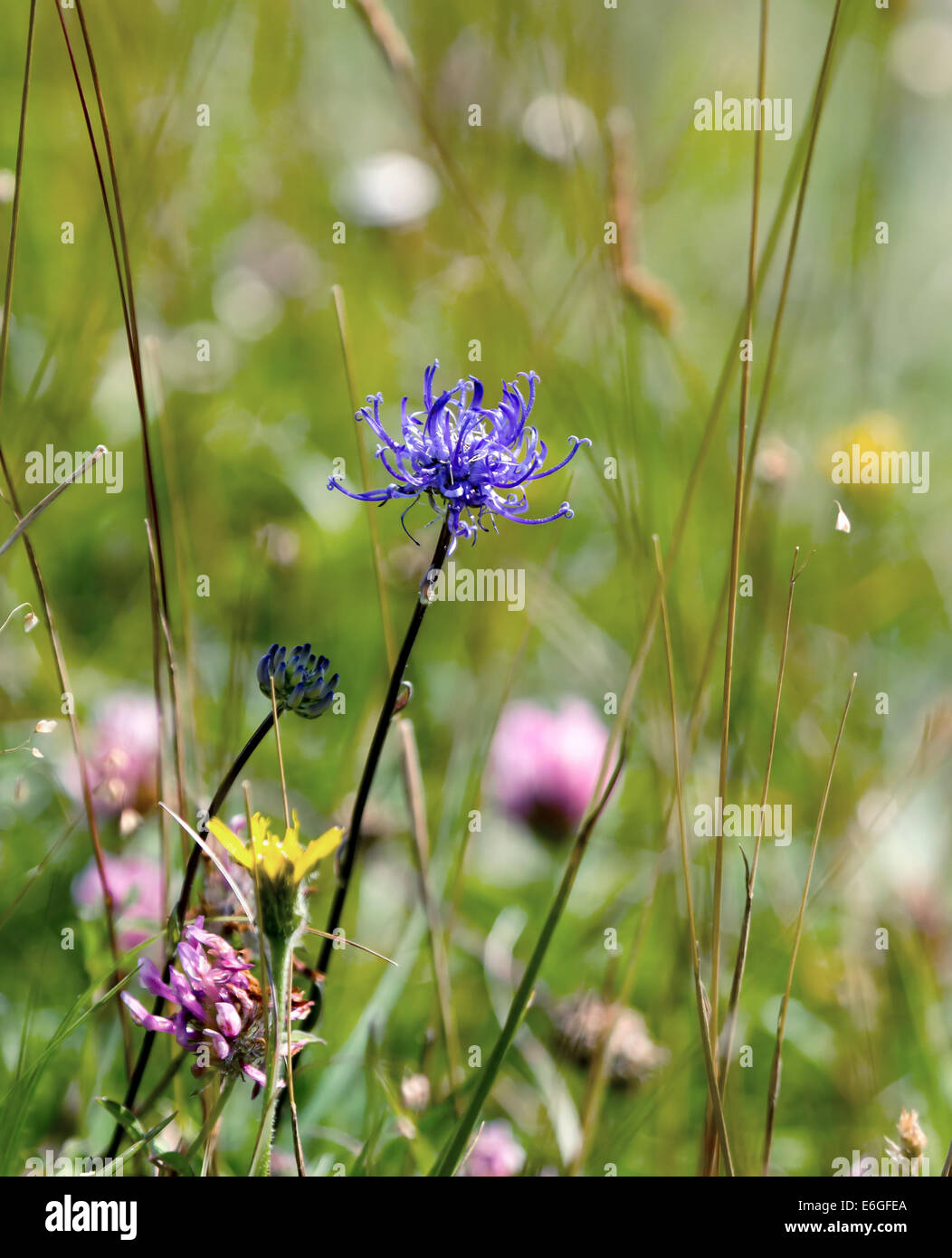 Wild flower Round-headed Rampion. County flower of Sussex Stock Photo ...